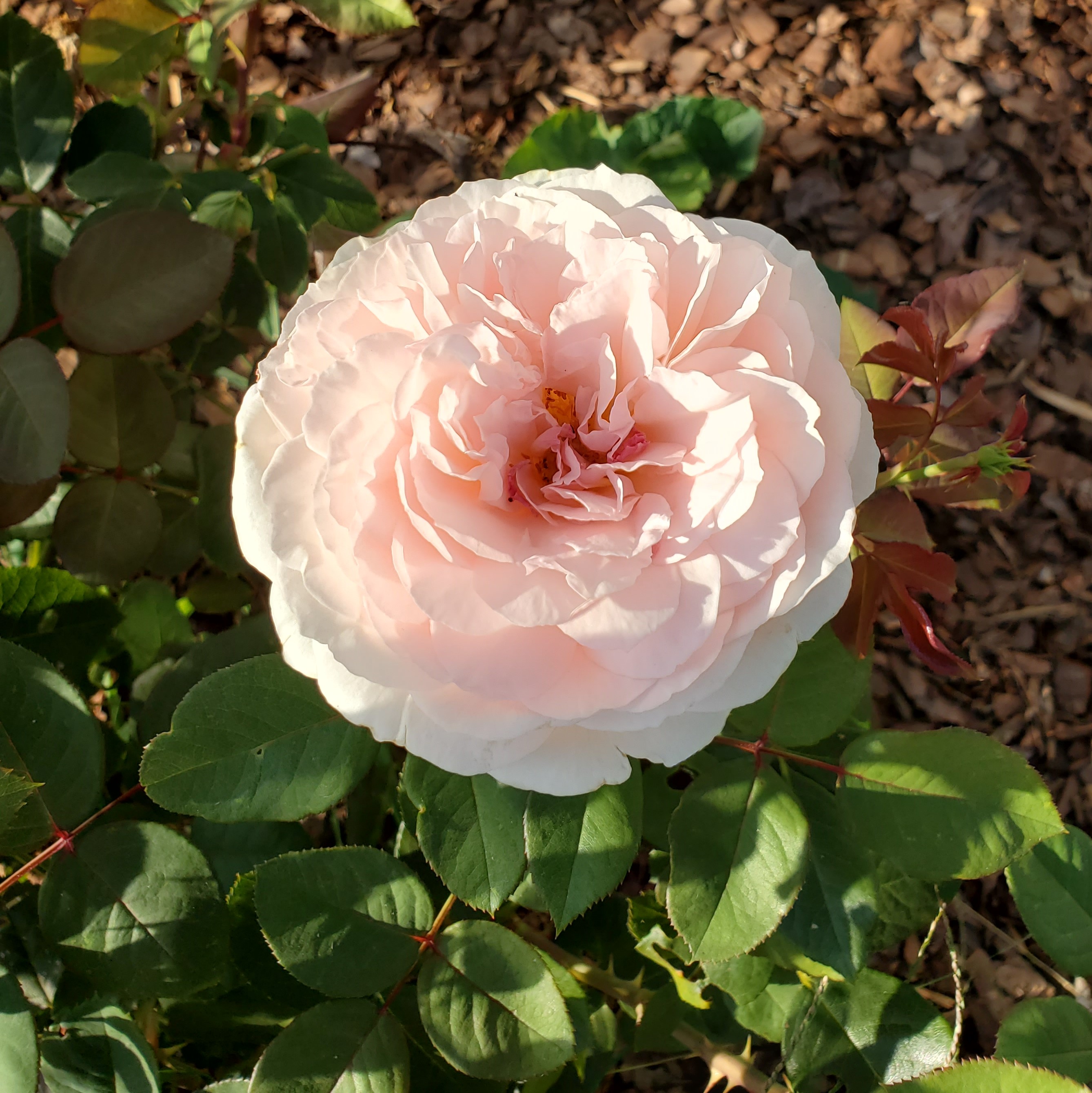 Sheba Acres – Baroda, MI